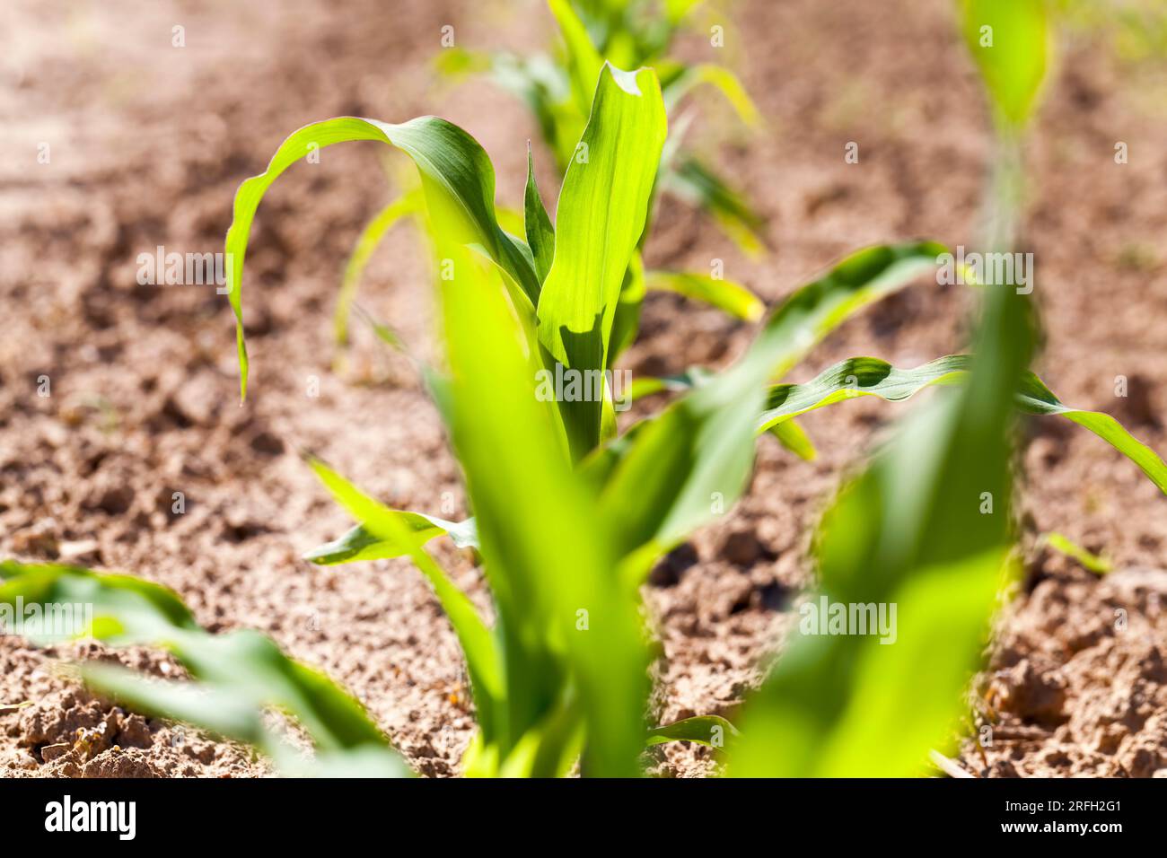 green young corn on an agricultural field in the spring season ...