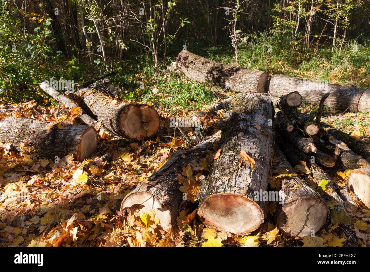 wood harvesting in the forest, felled and sawn trees that are used for ...