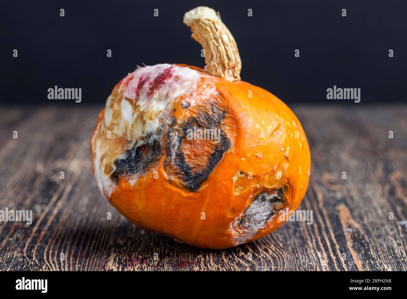 the pumpkin is spoiled and covered with a large amount of mold and ...
