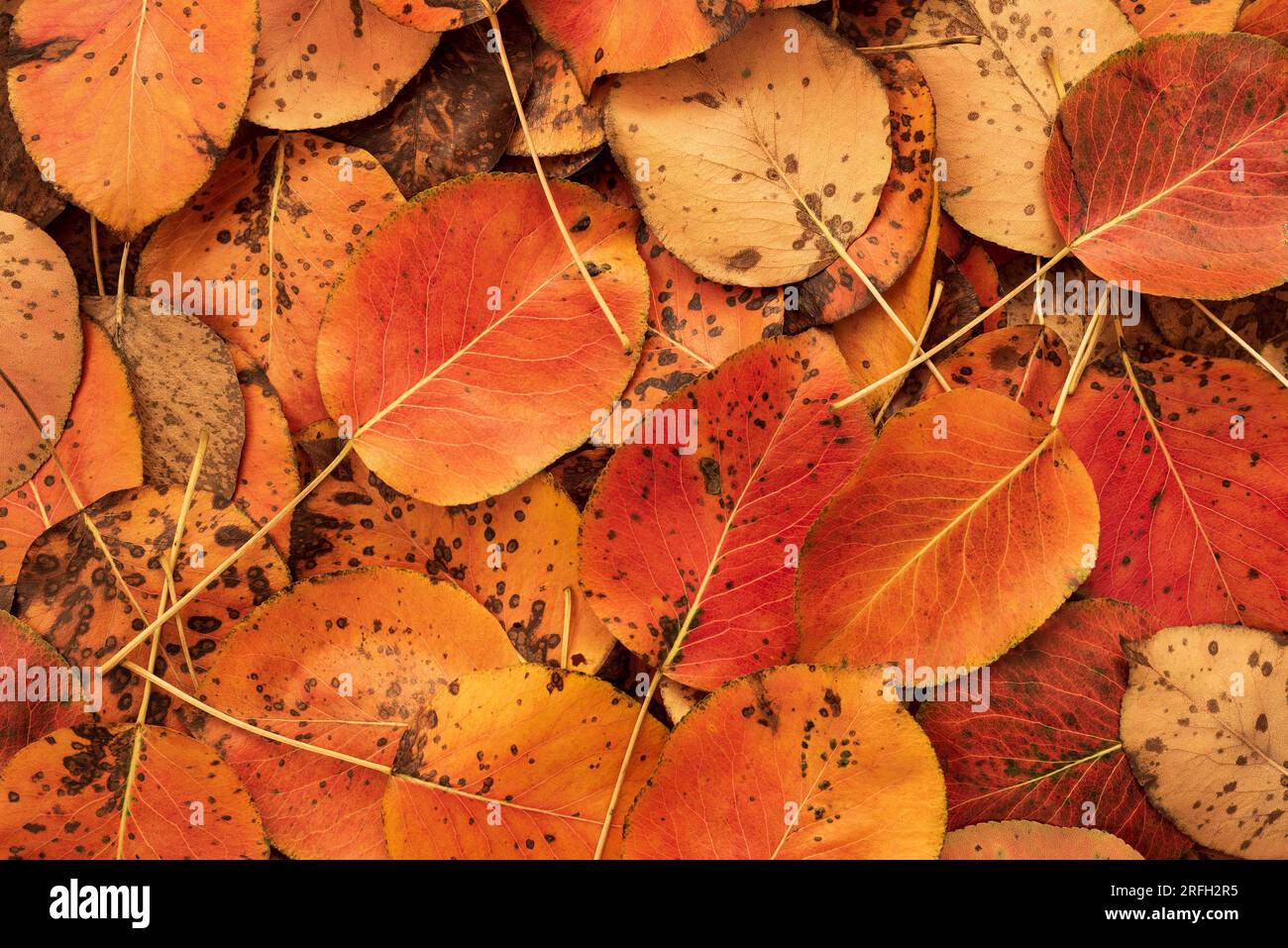 Fallen Leaves Texture for Autumn Designs Stock Photo - Alamy