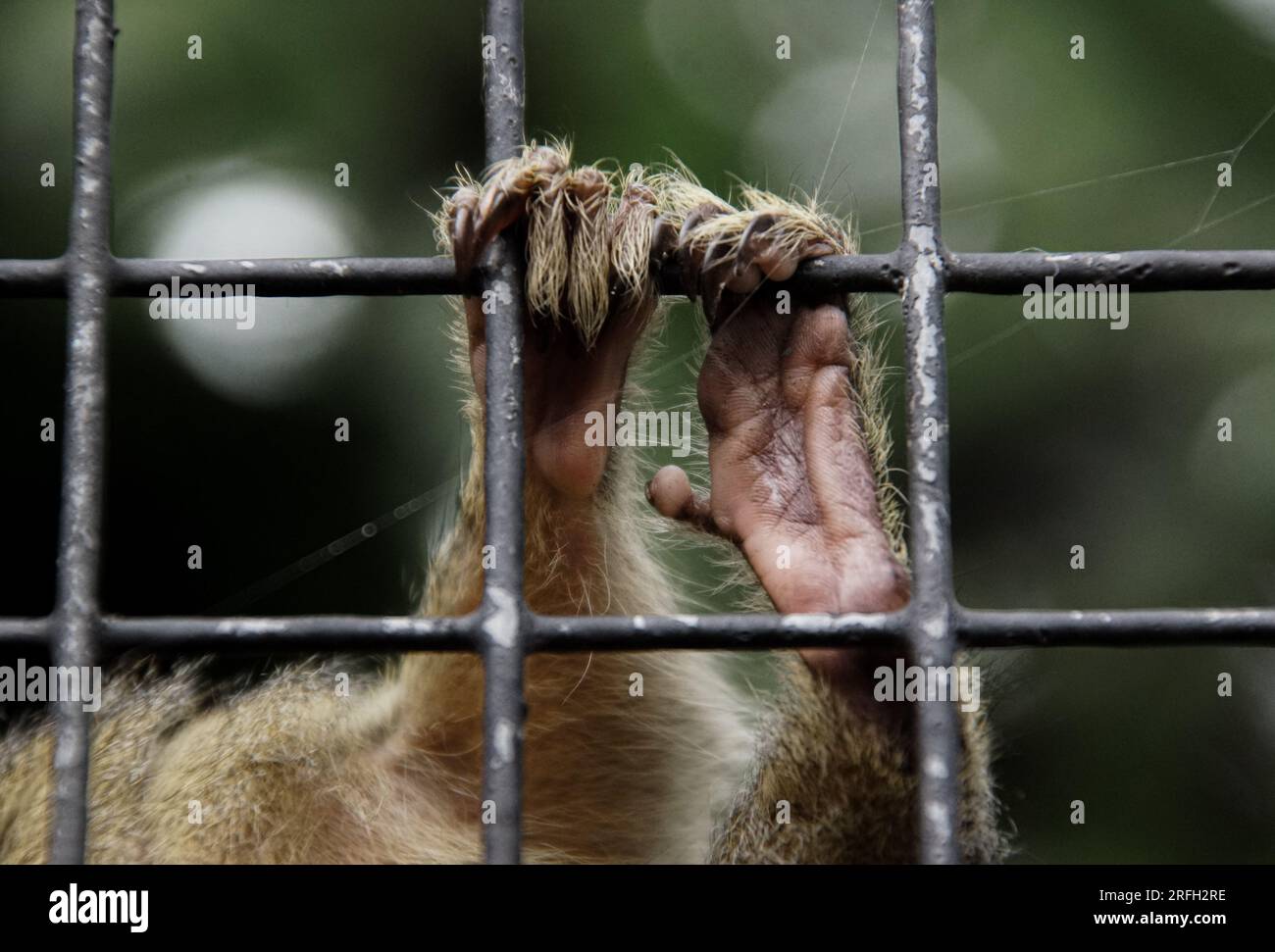 Monkey claw hi-res stock photography and images - Alamy