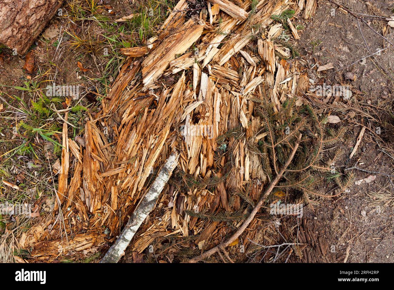 wood harvesting in the forest, felled and sawn trees that are used for ...