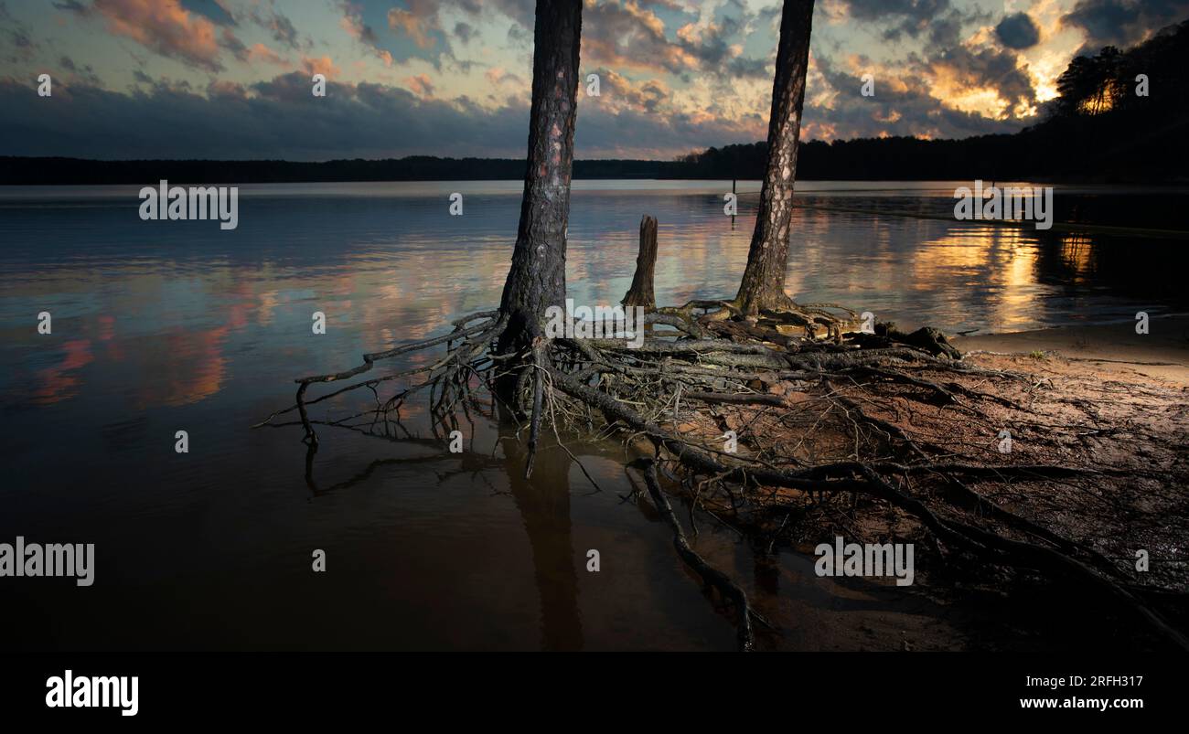 Tangled trees with blue sky hi-res stock photography and images - Alamy