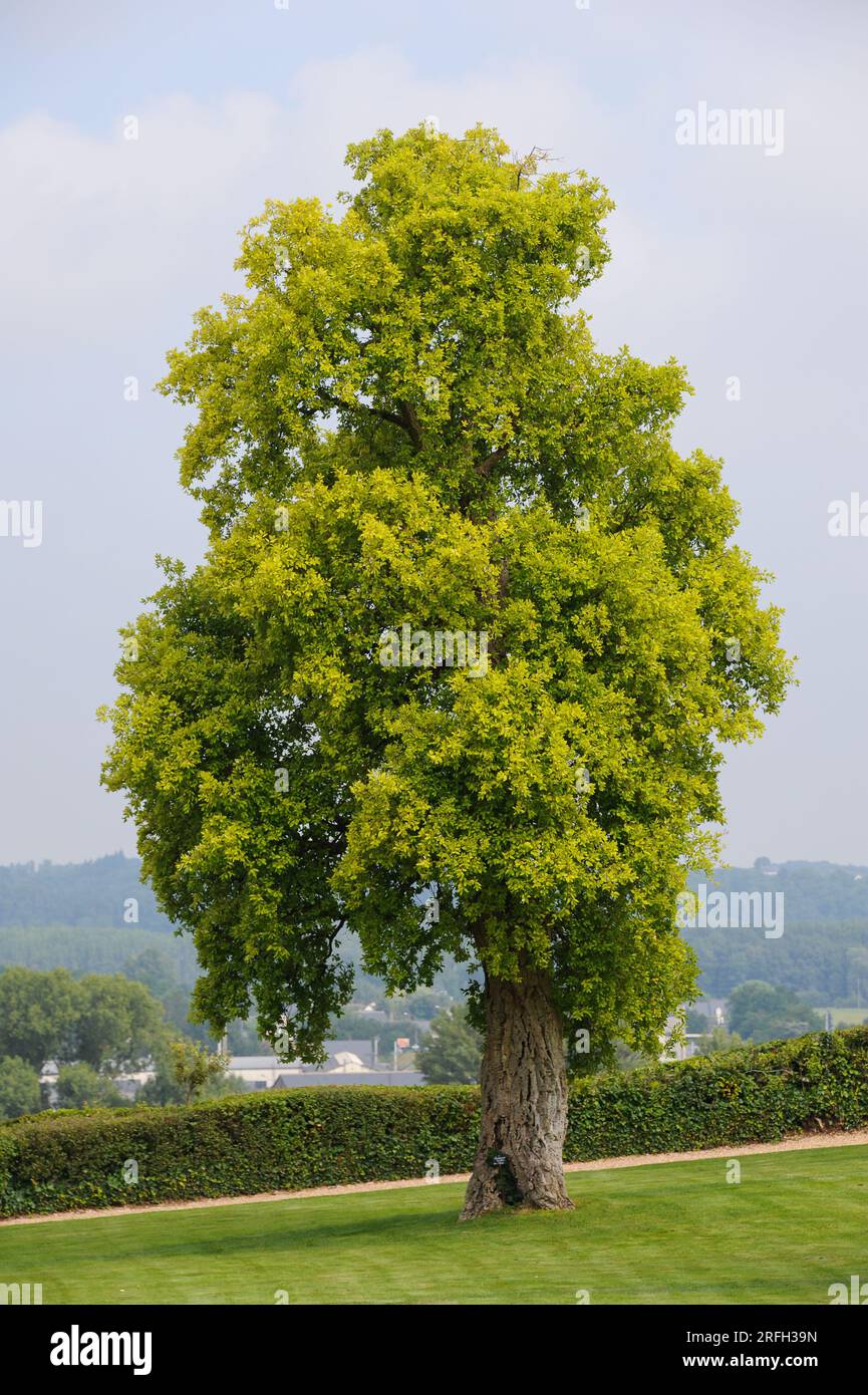 Amboise, France - 8 August, 2013: A big tree in the gardens of the ...