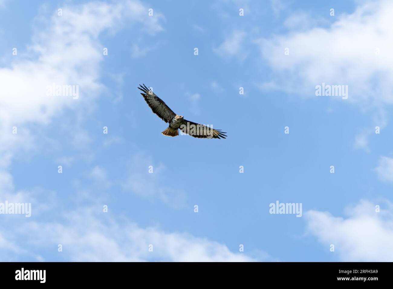 Buzzard flies high in the sky Stock Photo - Alamy