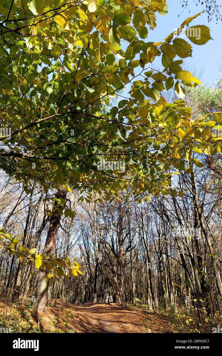 deciduous trees in the autumn season during leaf fall, mixed forest ...
