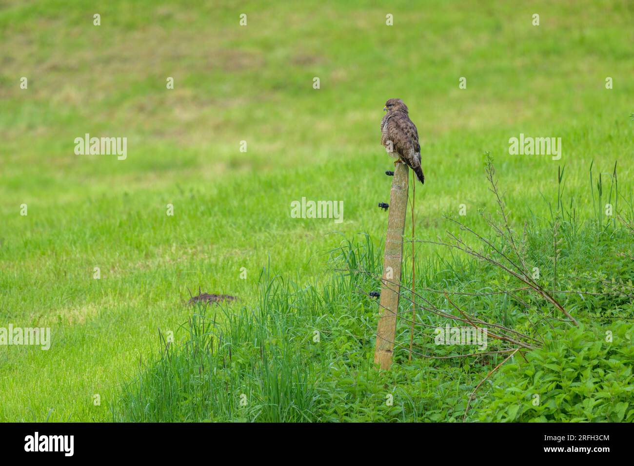A Common Buzzard sitting on a fence post, sunny morning in Autria ...