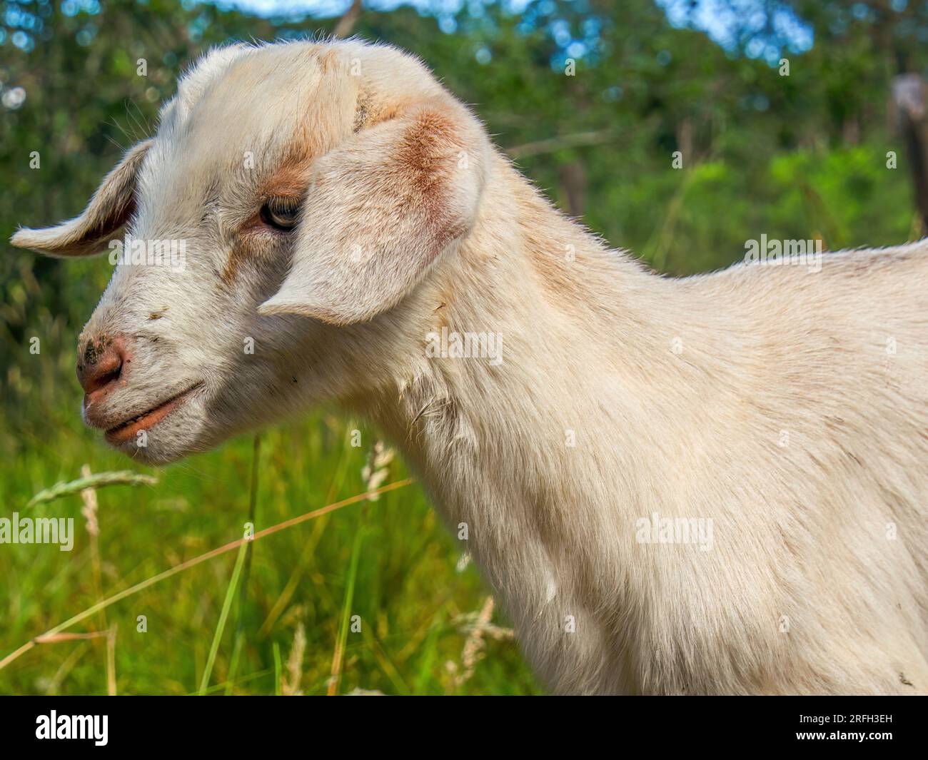 Newborn mountain goat hi-res stock photography and images - Alamy