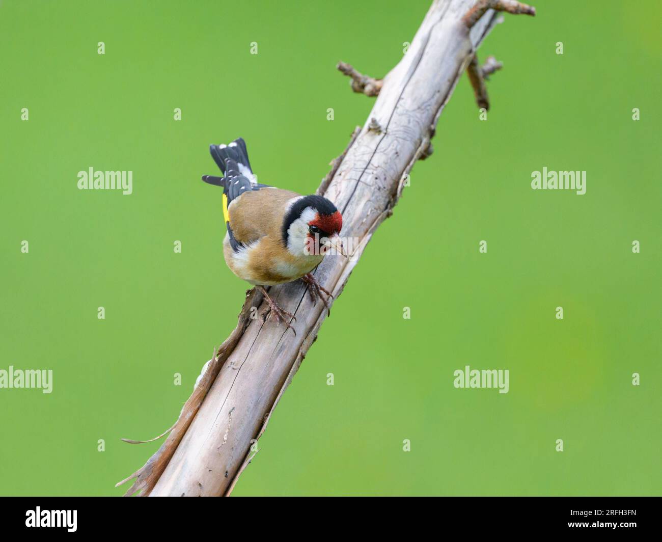 Goldfinch spring colors sitting hi-res stock photography and images - Alamy