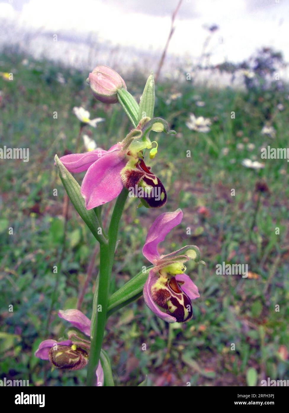 Great cheverall hi-res stock photography and images - Alamy