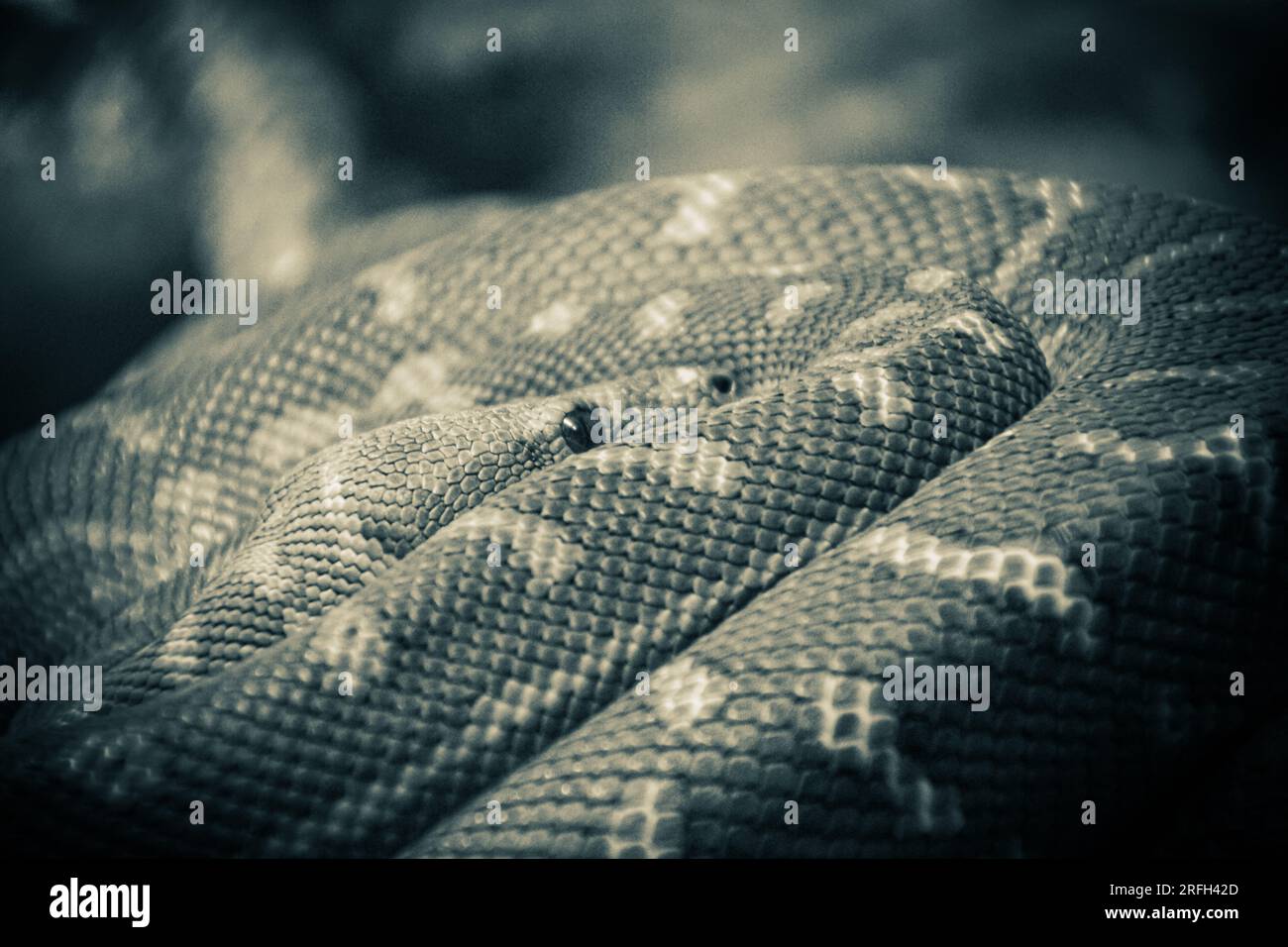 Close up of a snake in black and white Stock Photo - Alamy