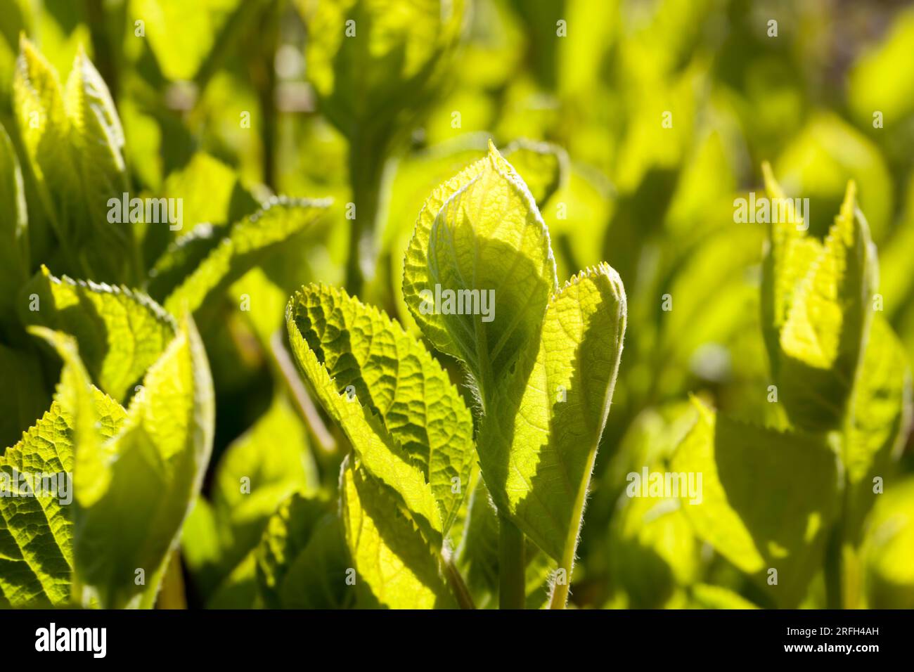 new foliage on the shrubs in spring, the sun shines through the young ...