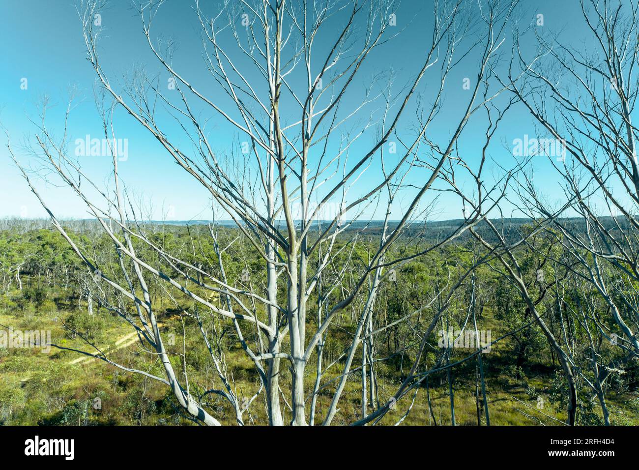 Dead gum leaves hi-res stock photography and images - Alamy