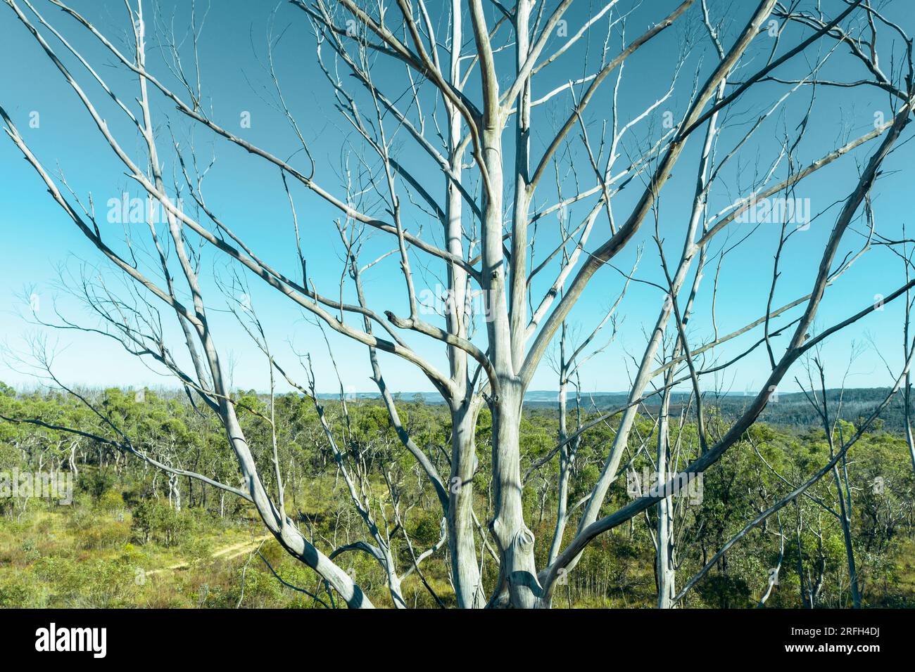 Drone aerial photograph of a large dead tree that was affected by ...