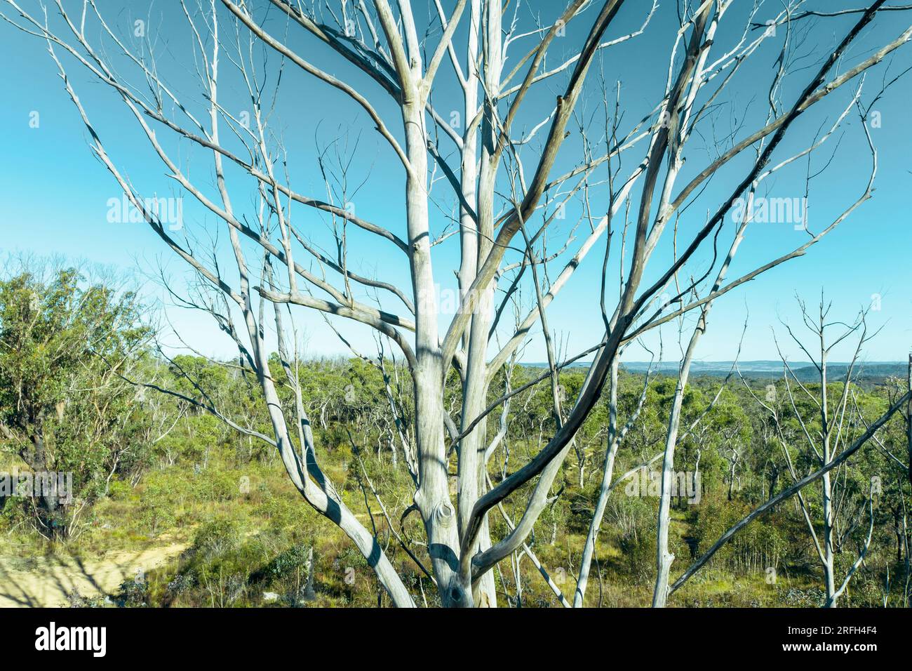 Drone aerial photograph of a large dead tree that was affected by ...
