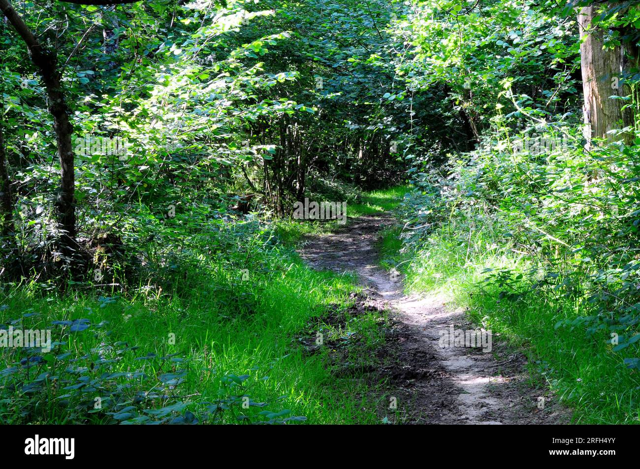 Path through woodland on Powerstock Common, Dorset Wildlife Trust ...