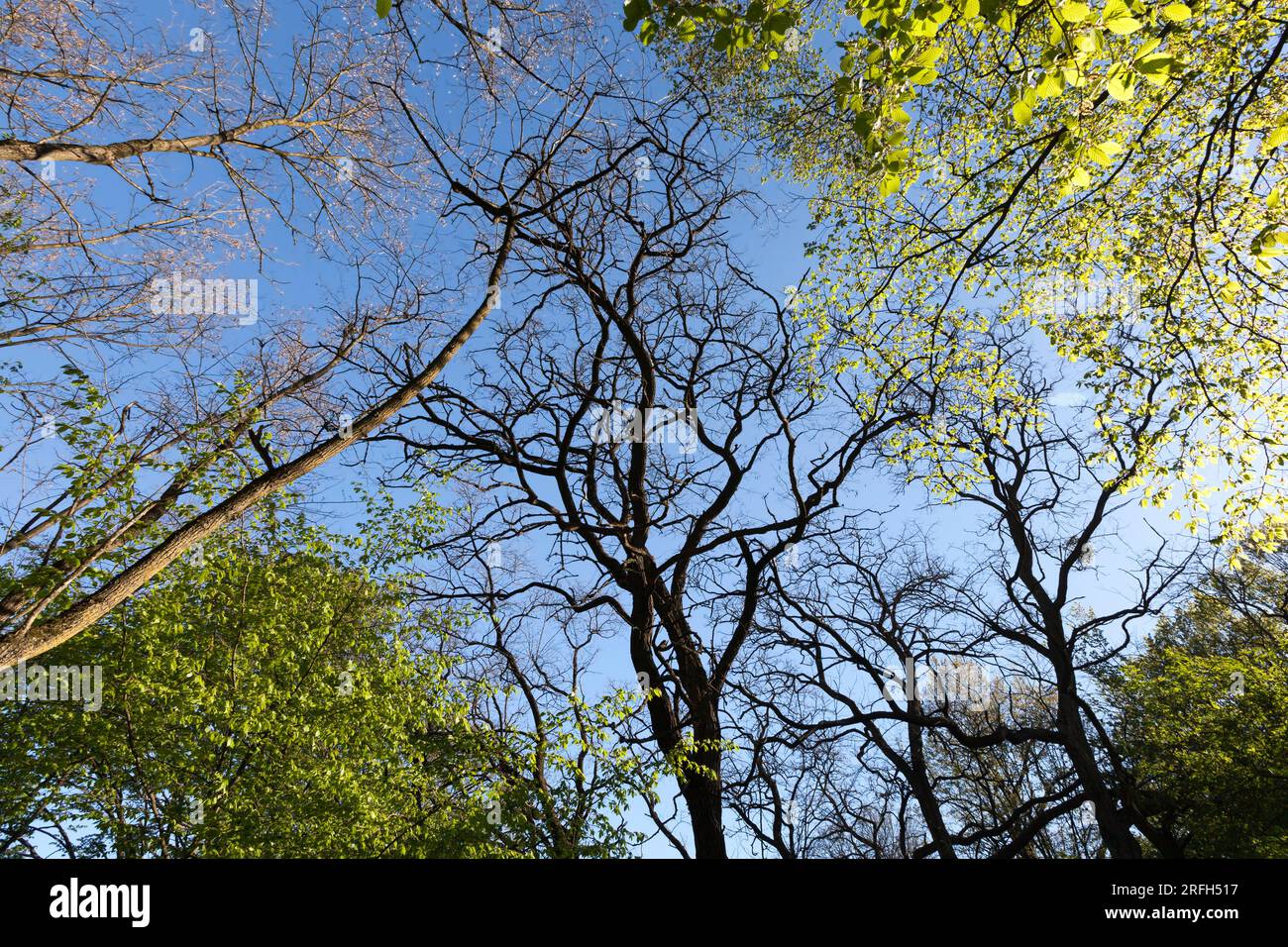 Types Of Poplar Trees