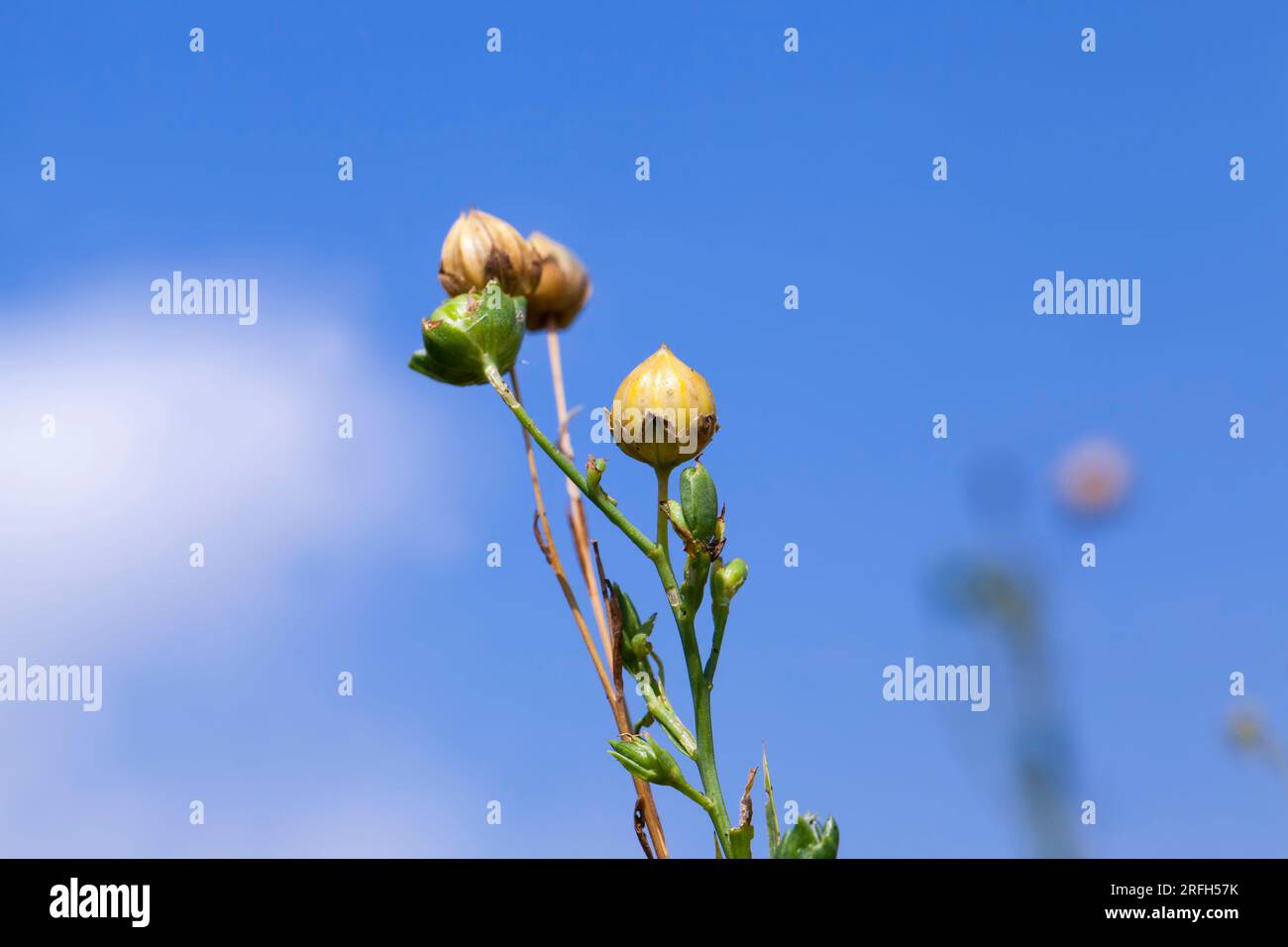 growing a flax crop to harvest seeds and straw for fabric making, an ...