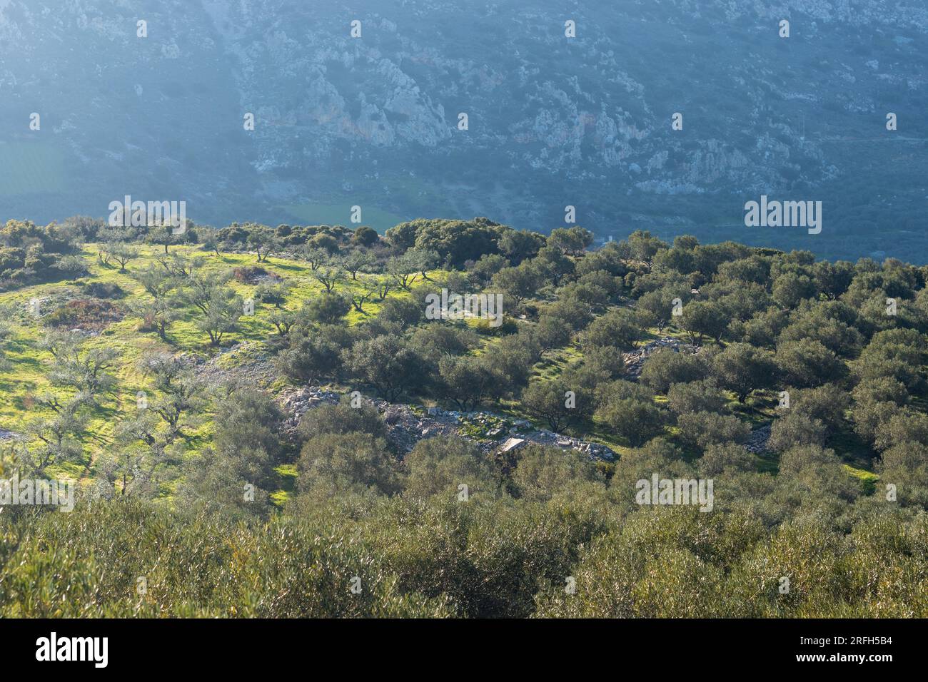 Olive groves greece hi-res stock photography and images - Alamy