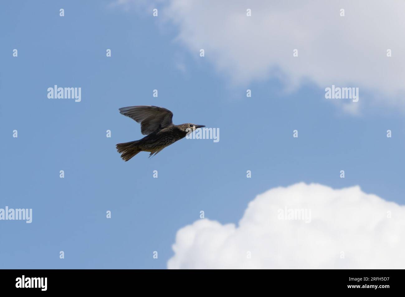 Young common starling flies in the sky with clouds in the background ...