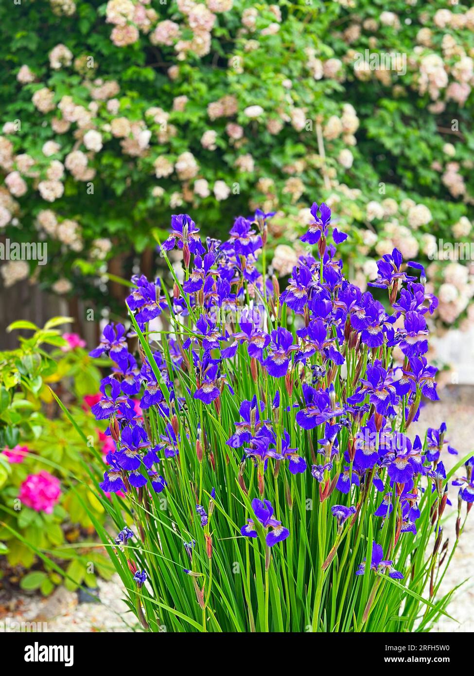 Delight domestic hi-res stock photography and images - Alamy