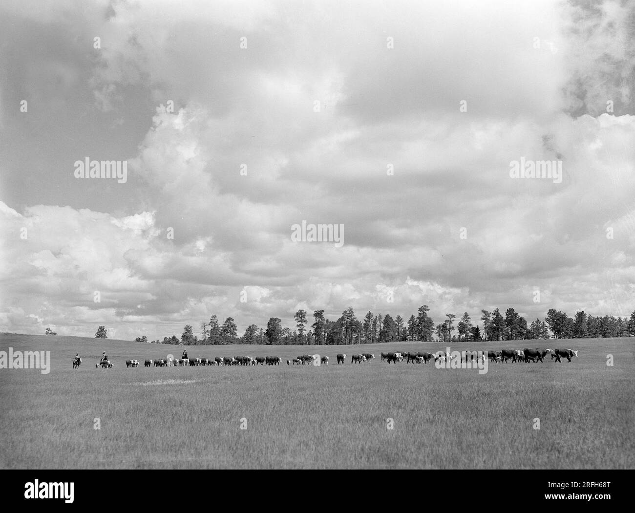 Driving cattle, Three Circle roundup, Custer Forest, Montana, USA ...