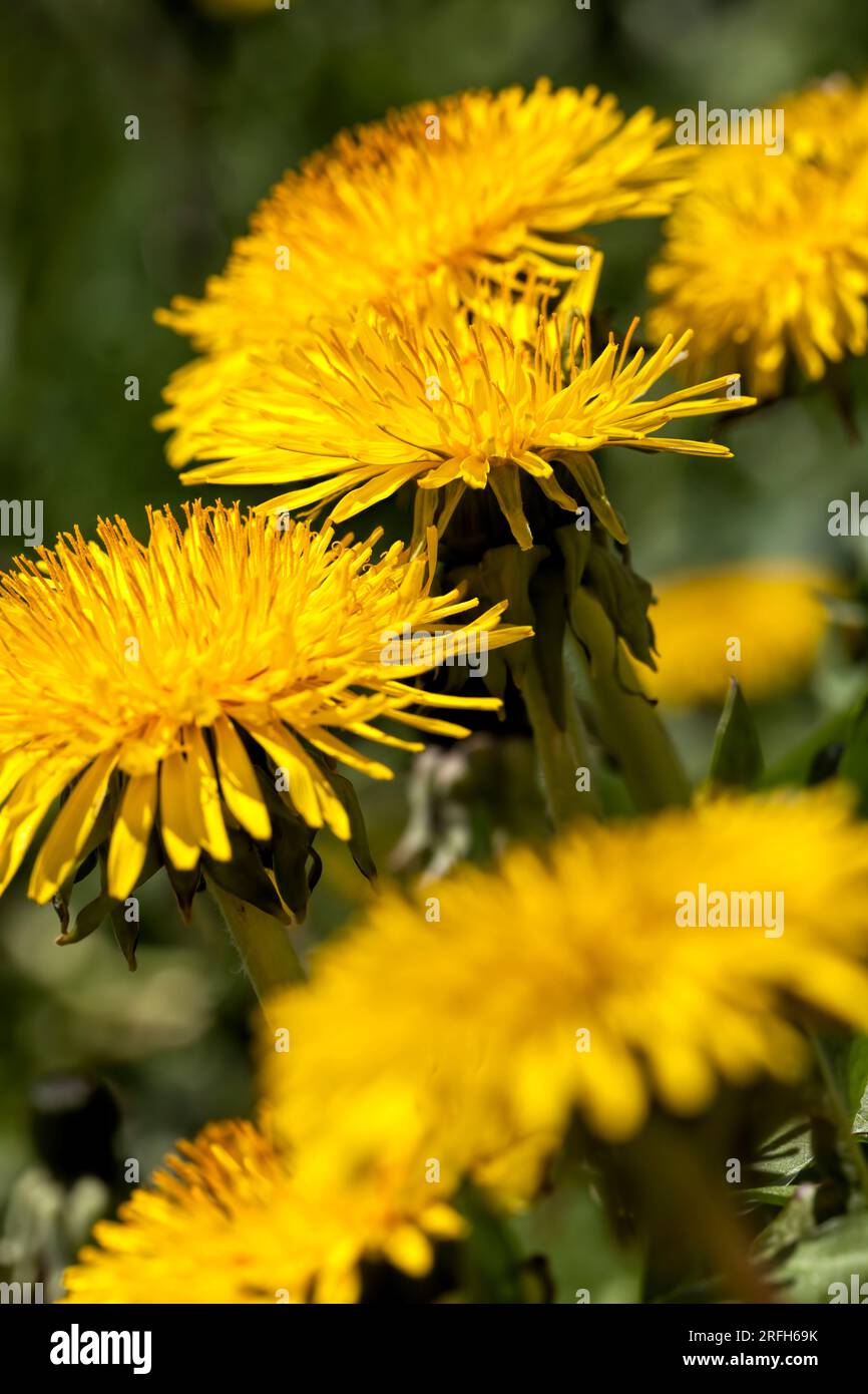 a field with yellow blooming dandelions in the spring season, a field ...