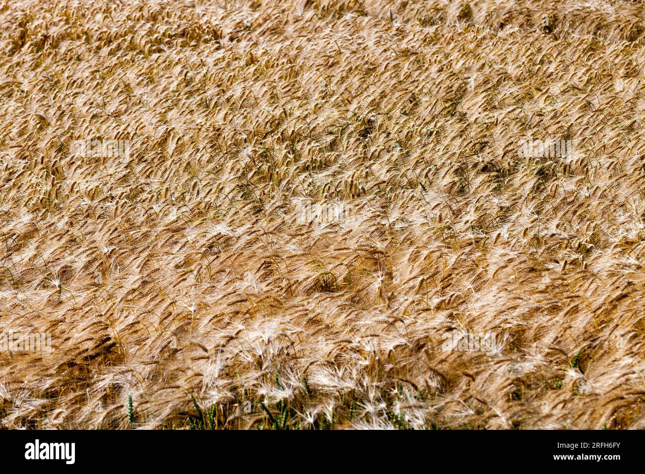 golden rye in an agricultural field in the summer, farming for growing ...
