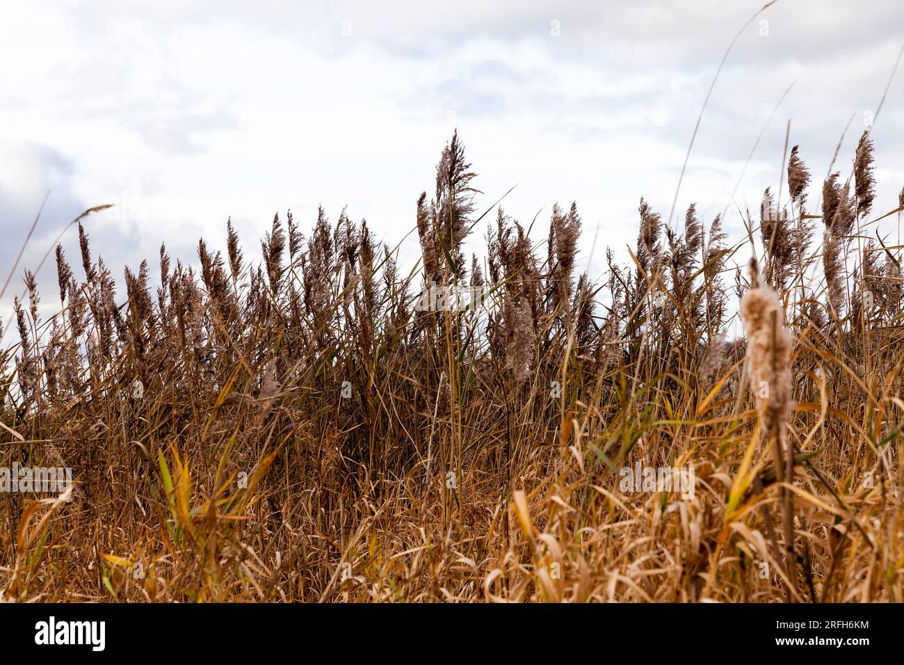dry grass in a swampy area in the autumn season, dry grass in cloudy ...