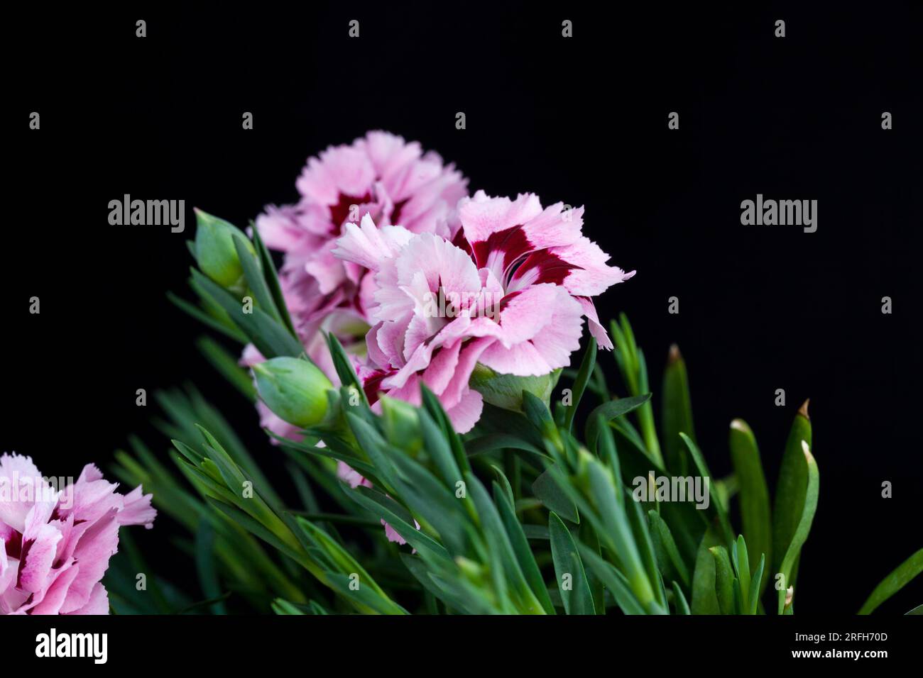 beautiful flower of decorative carnation, a small bouquet of beautiful ...