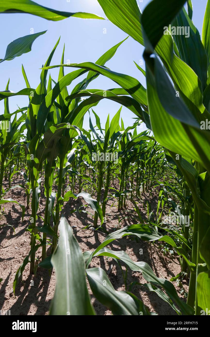 green young corn in an agricultural field, a field where green sprouts ...