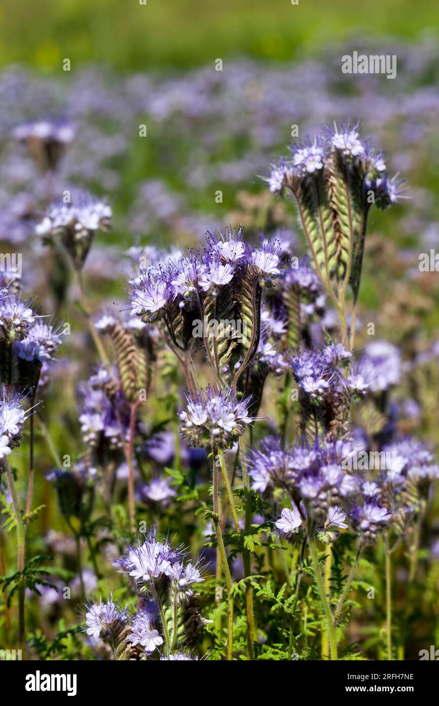 an agricultural field on which a crop of Phacelia of purple flowers ...