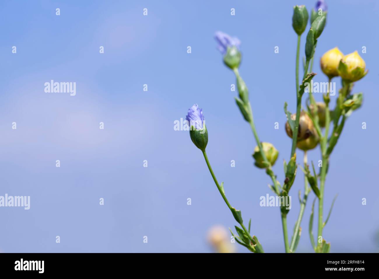 growing a flax crop to harvest seeds and straw for fabric making, an ...