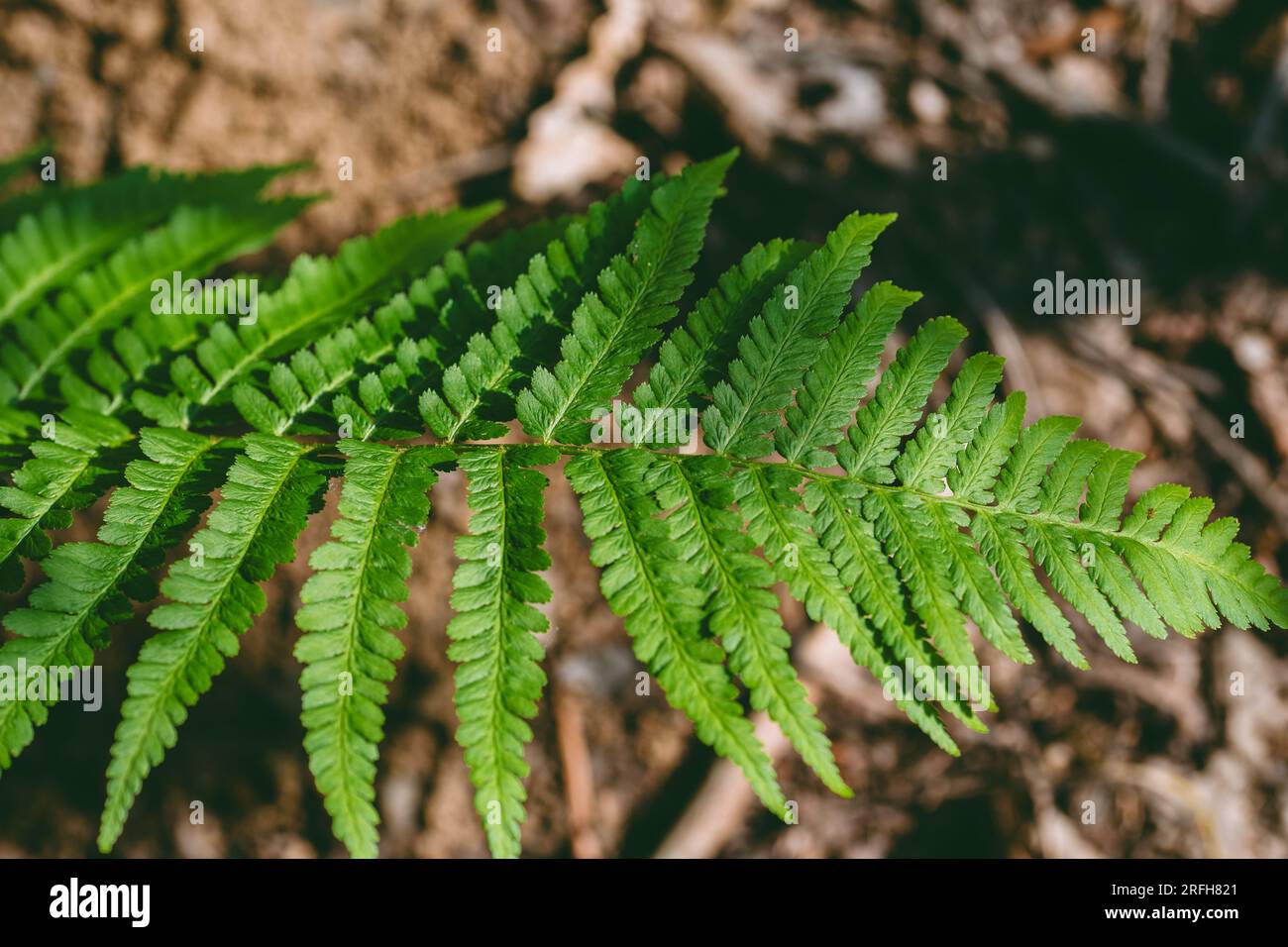 Fern Background. Close-up of fern leave Stock Photo - Alamy
