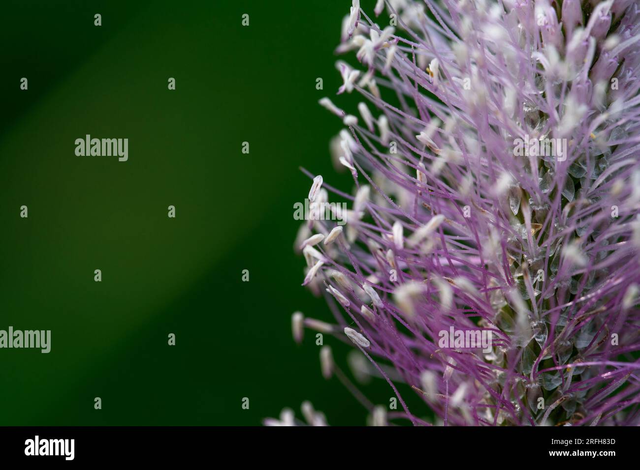 Plantago media, known as the hoary plantain, is a species of flowering ...