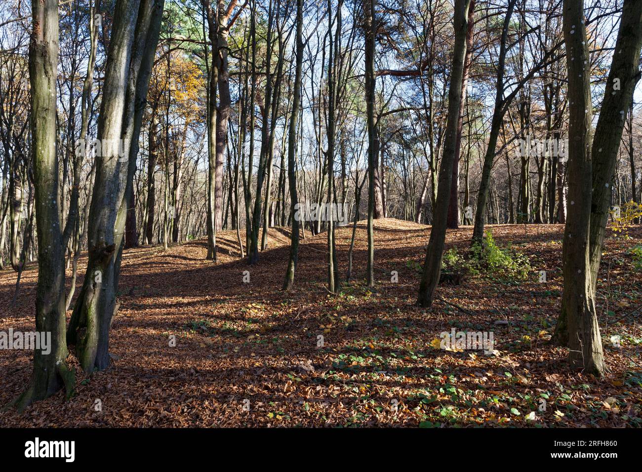 deciduous trees in the autumn season during leaf fall, mixed forest ...