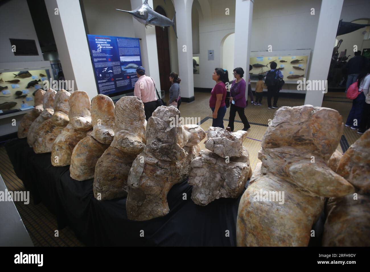 Lima, Peru. 03rd Aug, 2023. The bones of the whale Perucetus colossus ...