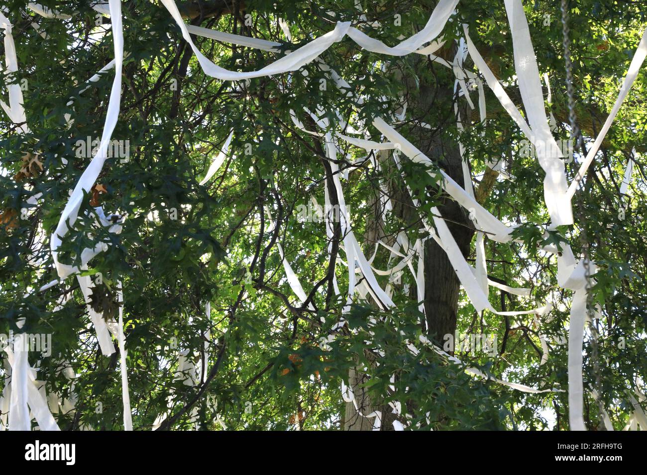 Toilet paper tree hi-res stock photography and images - Alamy