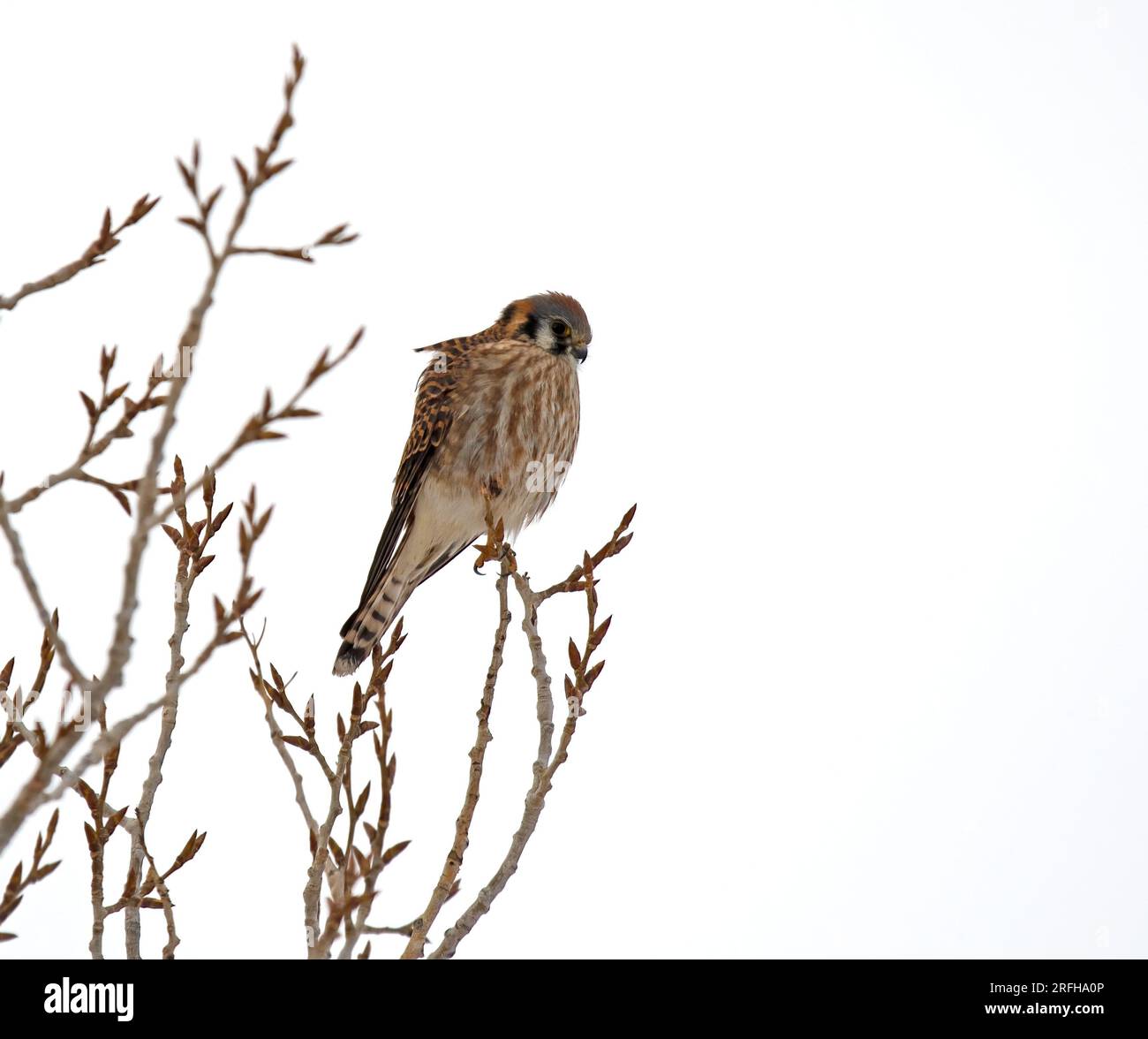 A single American Kestrel falcon perched at the top of a tree Stock ...