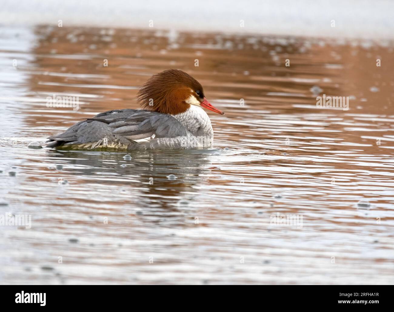 A single Common Merganser hen swims in the ripples of a pond Stock ...