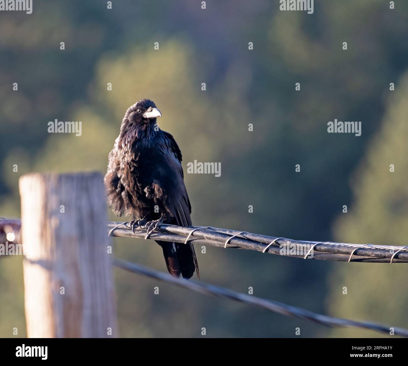 Raven and the light hi-res stock photography and images - Alamy