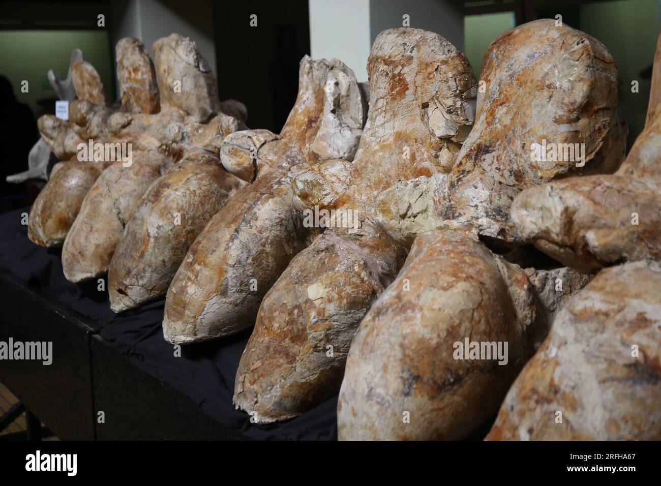 Perucetus colossus hi-res stock photography and images - Alamy