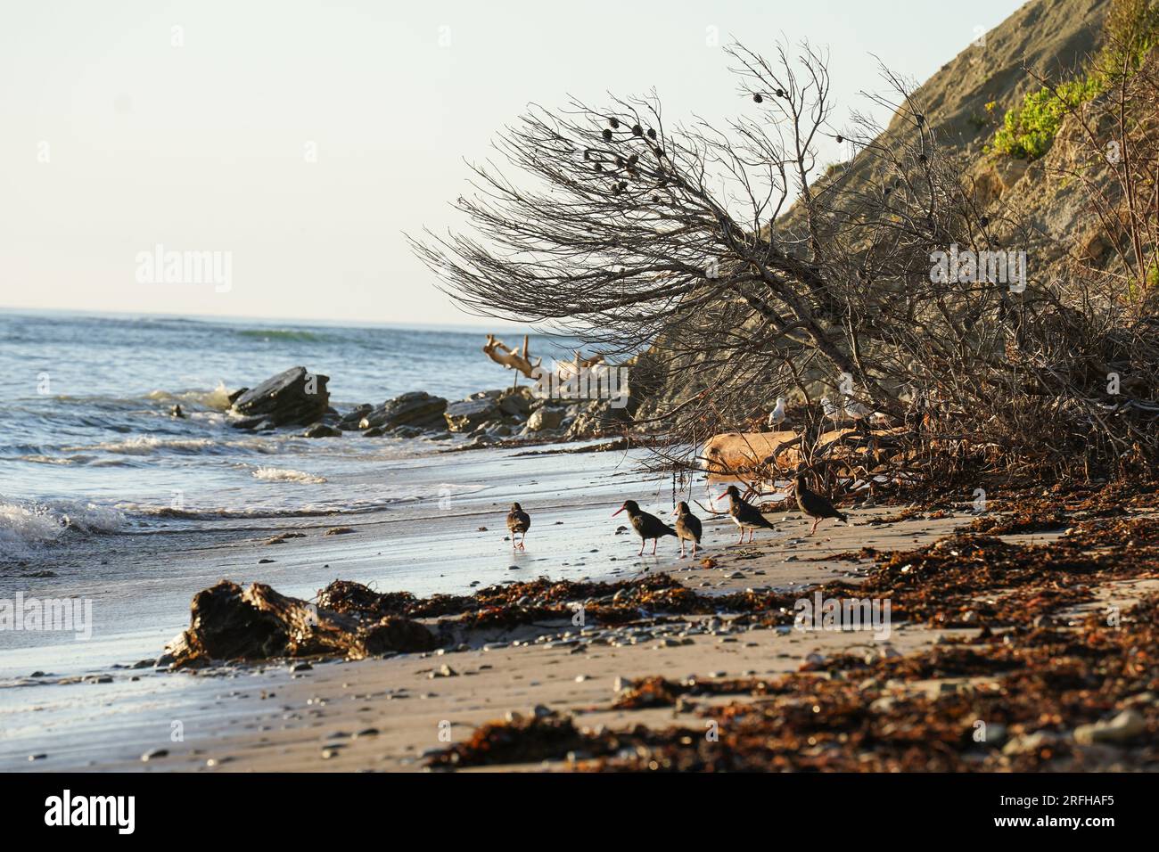 Pango background hi-res stock photography and images - Alamy