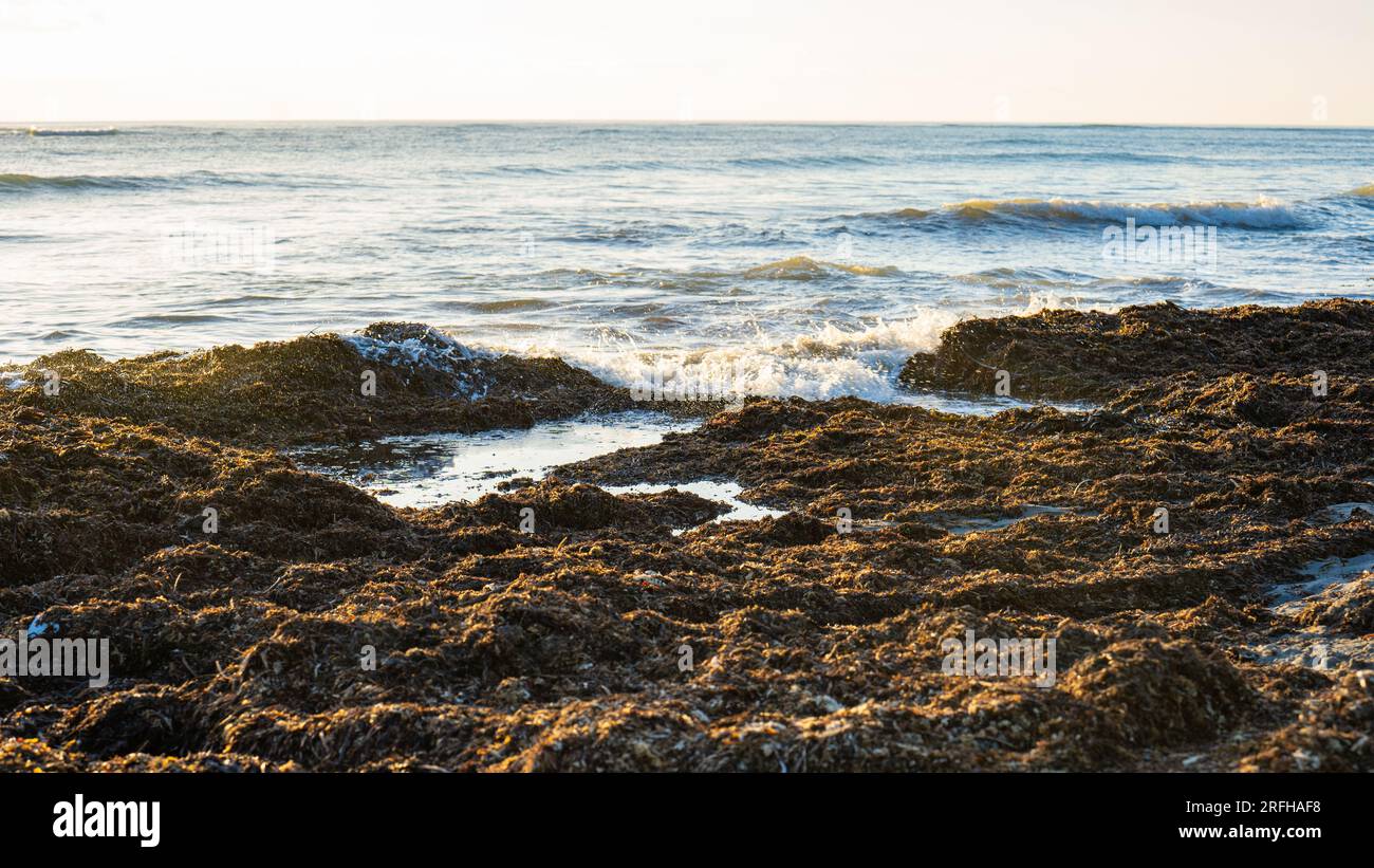 Waves on a beach covered in seaweed on the East Coast of NZ Stock Photo ...