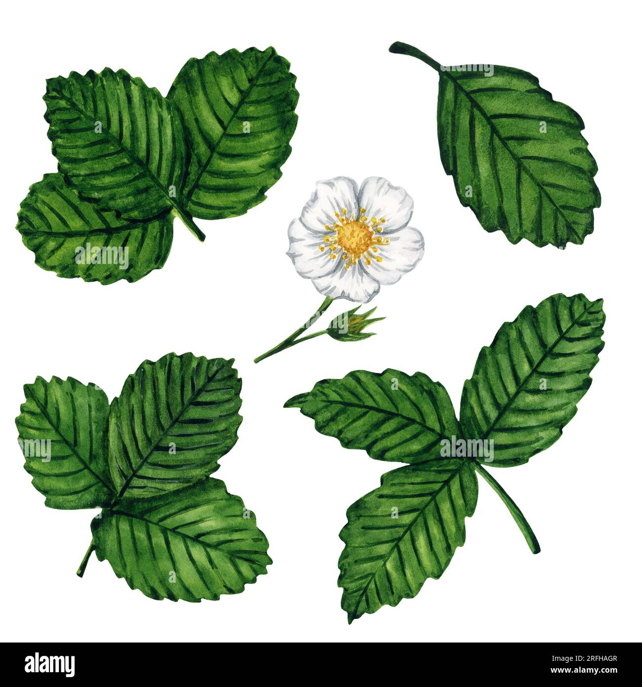 Set of strawberry plant leaves and flowers isolated on white background ...