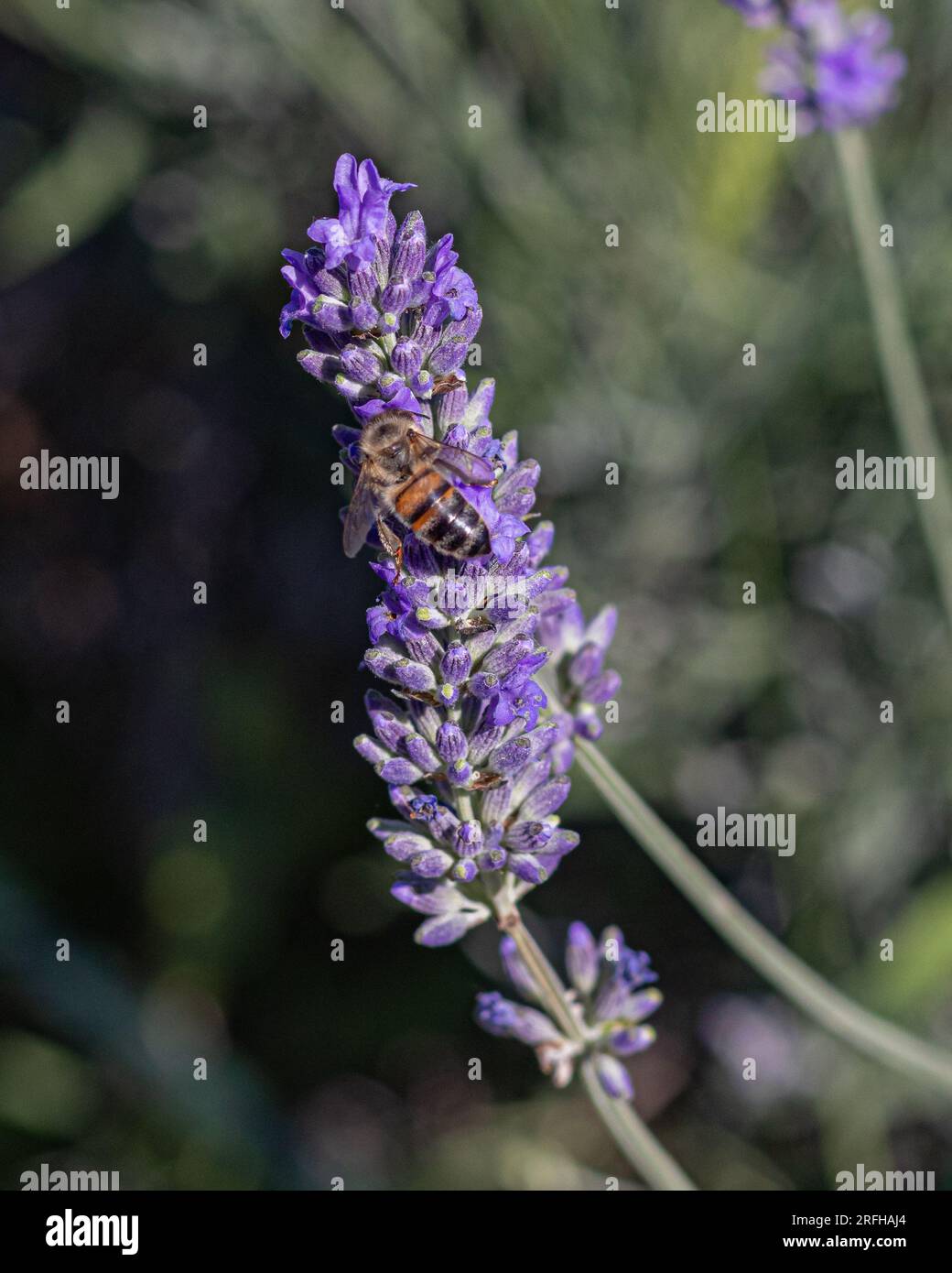 Busy bee exploring lavender's allure on a sun-kissed day Stock Photo ...