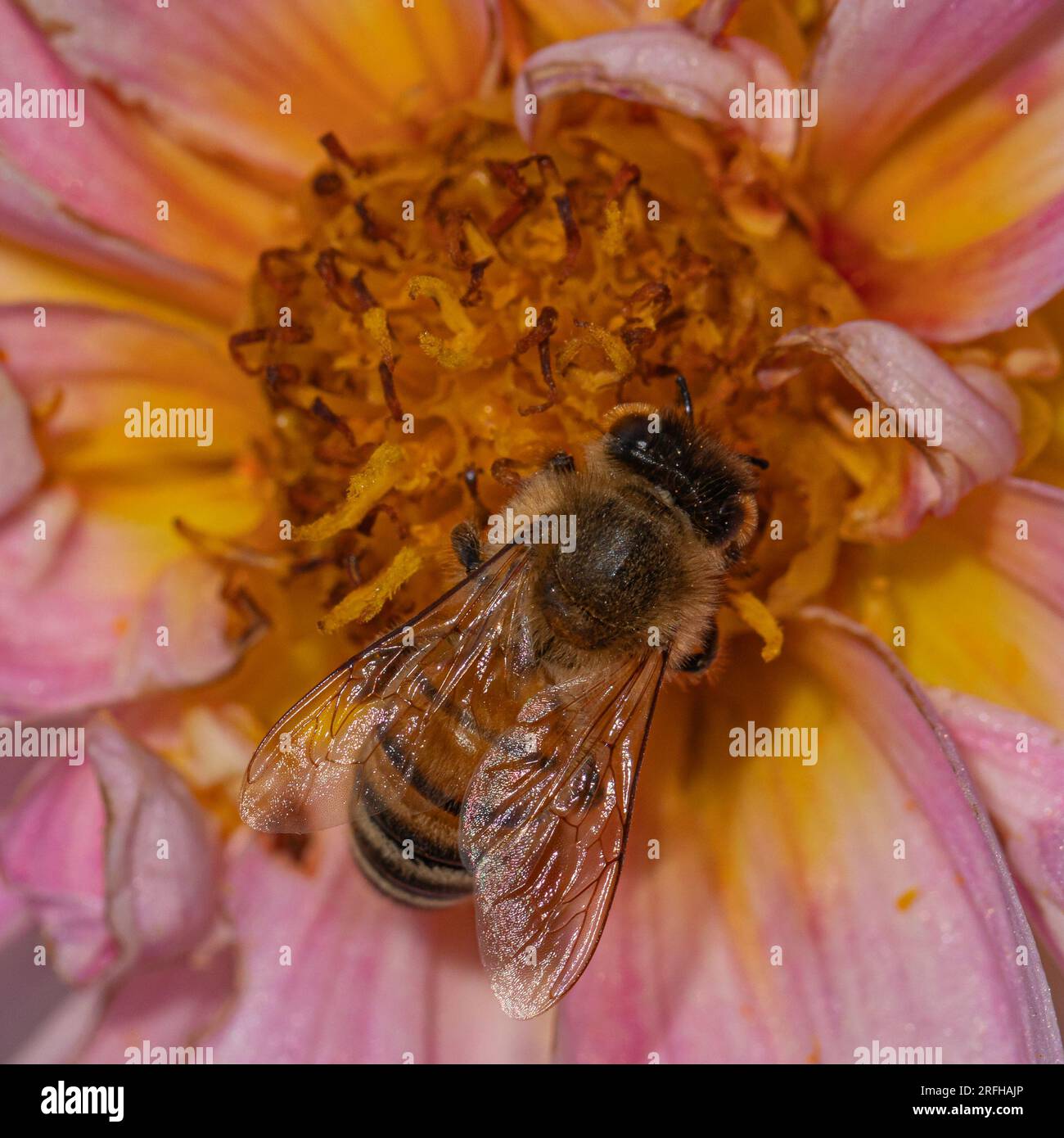 Insect anatomy hi-res stock photography and images - Alamy