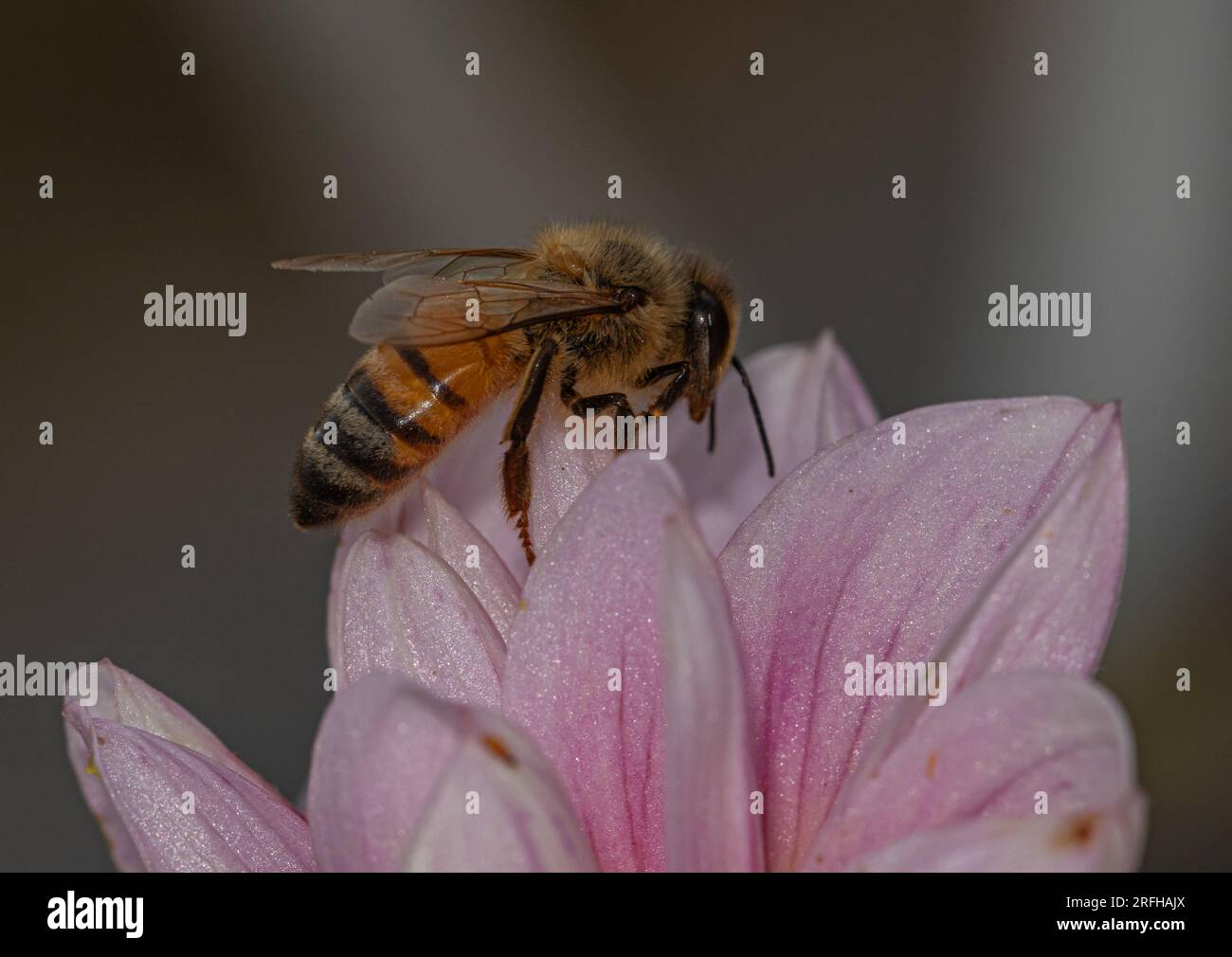 Naturecaptivation hi-res stock photography and images - Alamy