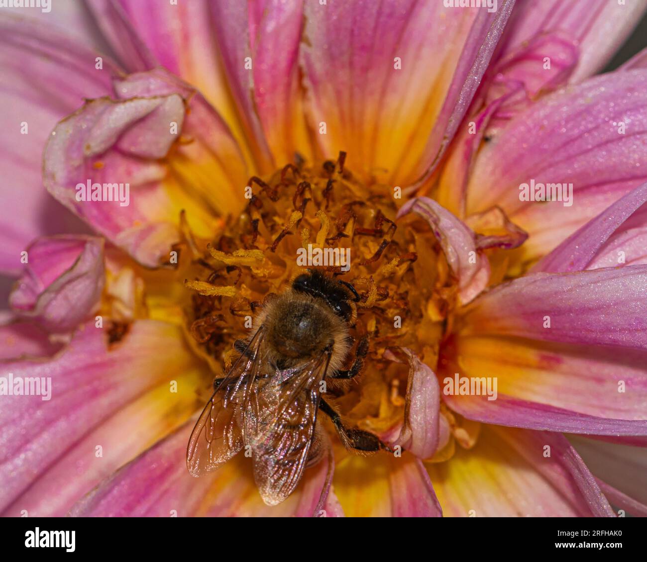 Pinkdahliabloom hi-res stock photography and images - Alamy