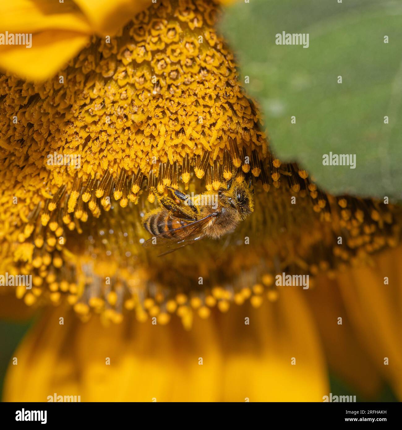 Sun-kissed sunflower beckons busy bee, showcasing the beauty of ...